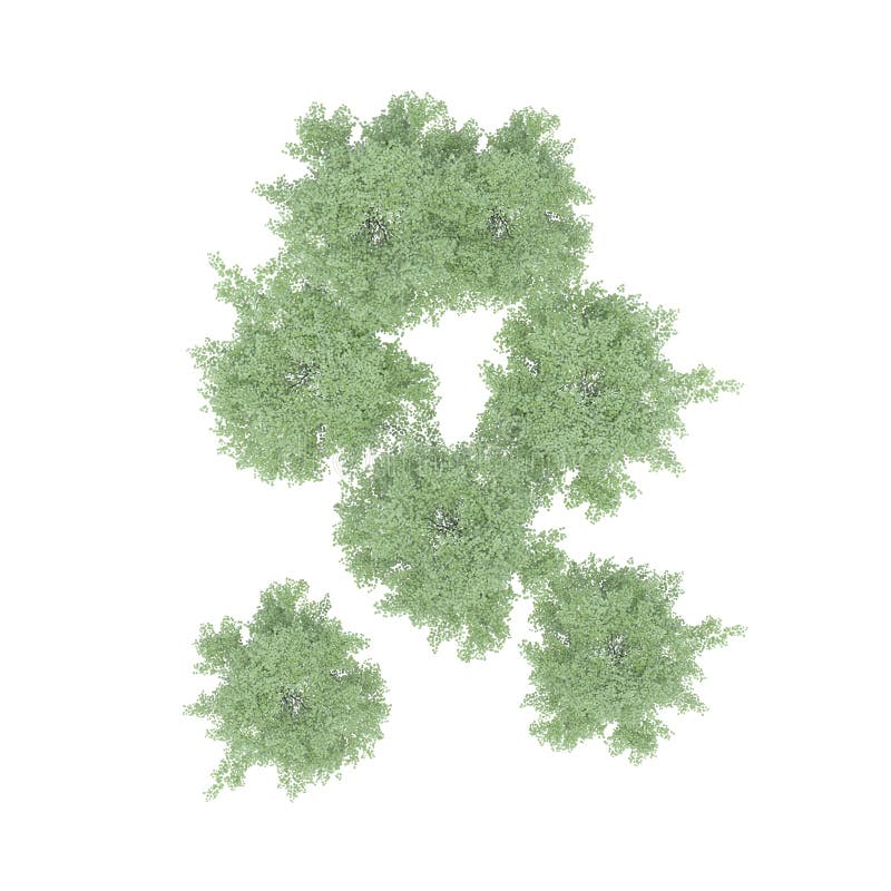 Group of Trees, Top View, Isolated on White Background Stock ...