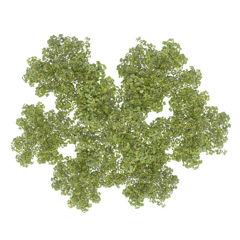 Group of Trees, Top View, Isolated on White Background Stock ...
