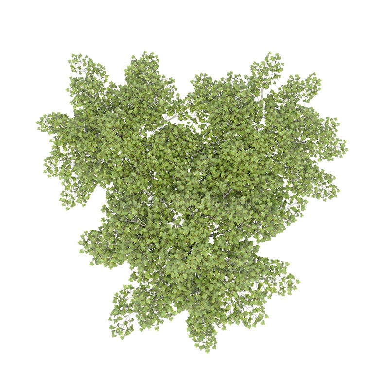 Group of Trees, Top View, Isolated on White Background Stock ...