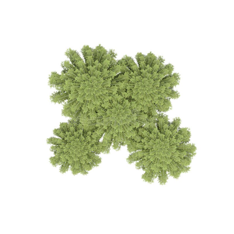 Group of Trees, Top View, Isolated on White Background Stock ...