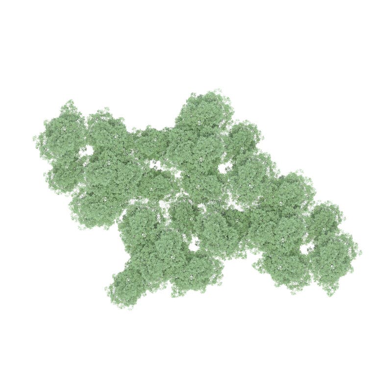 Group of Trees, Top View, Isolated on White Background Stock ...