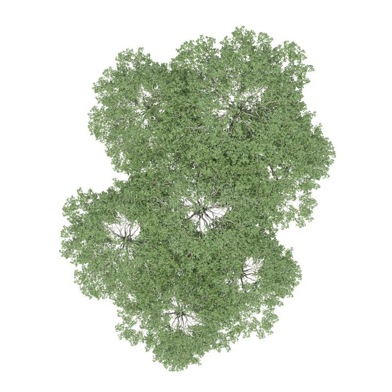 Group of Trees, Top View, Isolated on White Background Stock ...