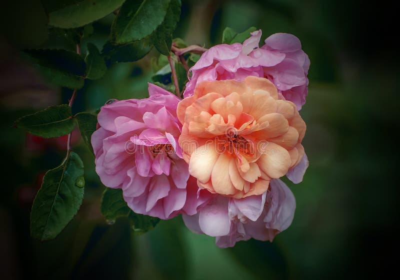 Tri-colored Beauty stock photo. Image of colored, manipulations - 247219462