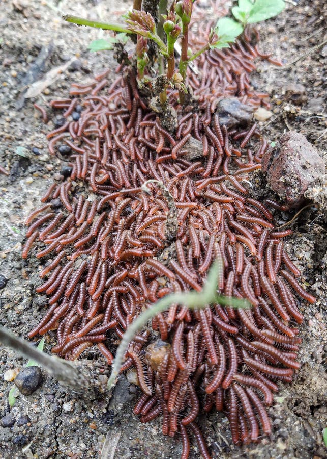 The Group of Trigoniulus Corallinus. Stock Image - Image of reef ...