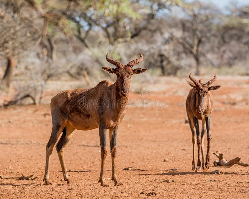 Tsessebe Antelope stock image. Image of animals, african - 107677749