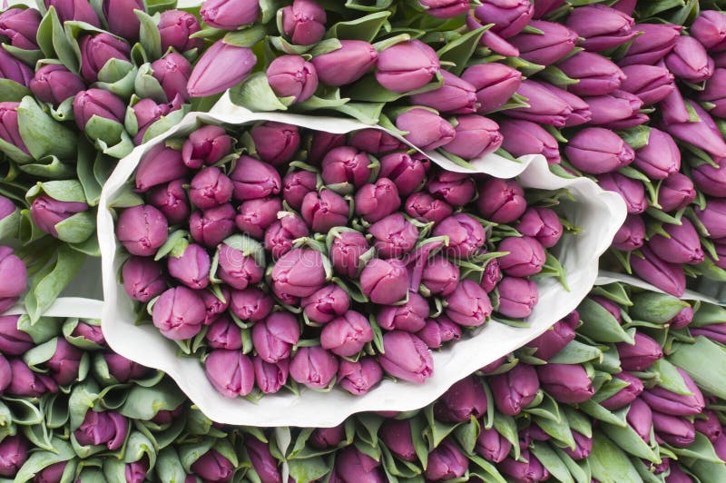 Group of tulip flowers stock photo. Image of green, group - 17932990