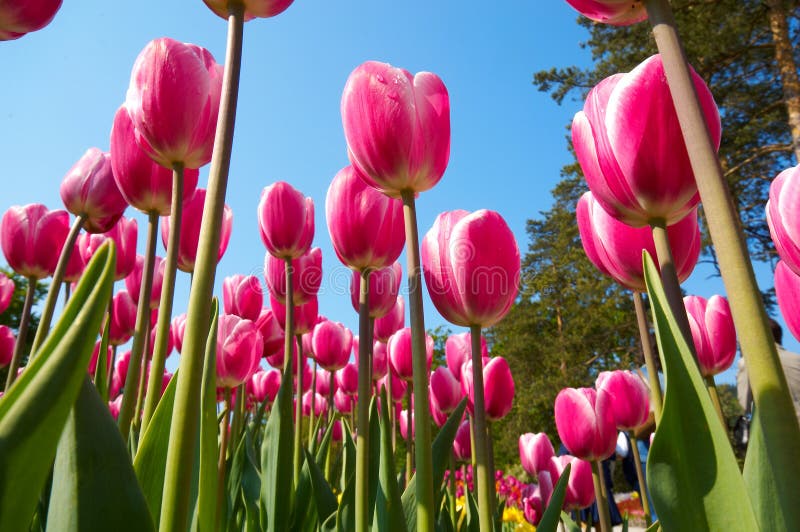 Group of tulip flowers stock image. Image of holland, flower - 3551915