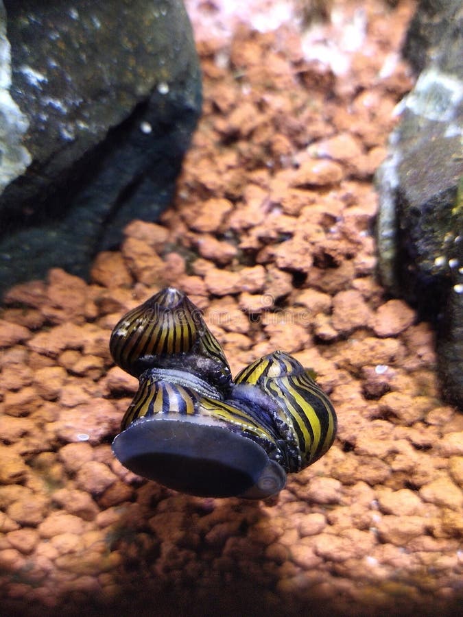 A Group of Turbo Snail Inside Aquarium Stock Image - Image of inside ...