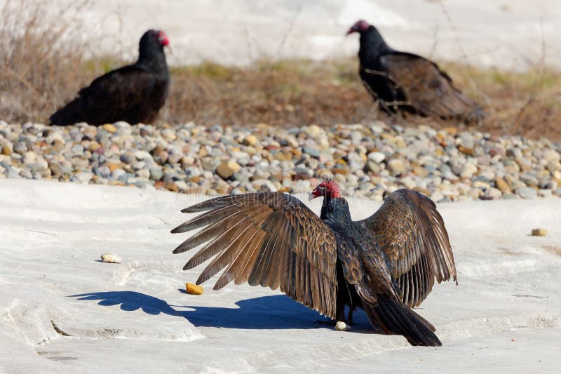 Group of Turkey Vultures Perched on a Rocky Field Stock Image - Image ...