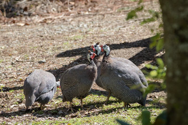 A Group of Turkeys Bunched Up on Bare Dirt, Fine Day Stock Photo ...