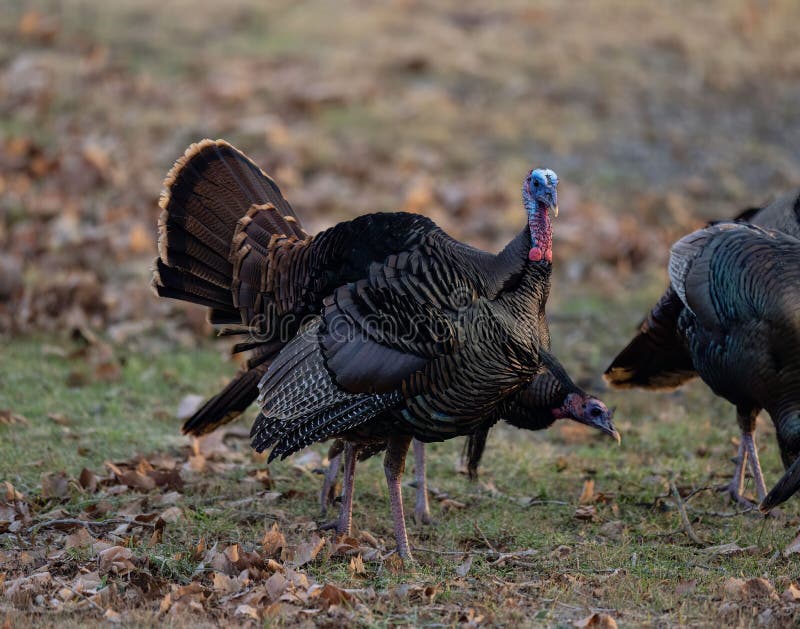 Group of Turkeys on a Dry Grass Stock Photo - Image of bird, feathers ...