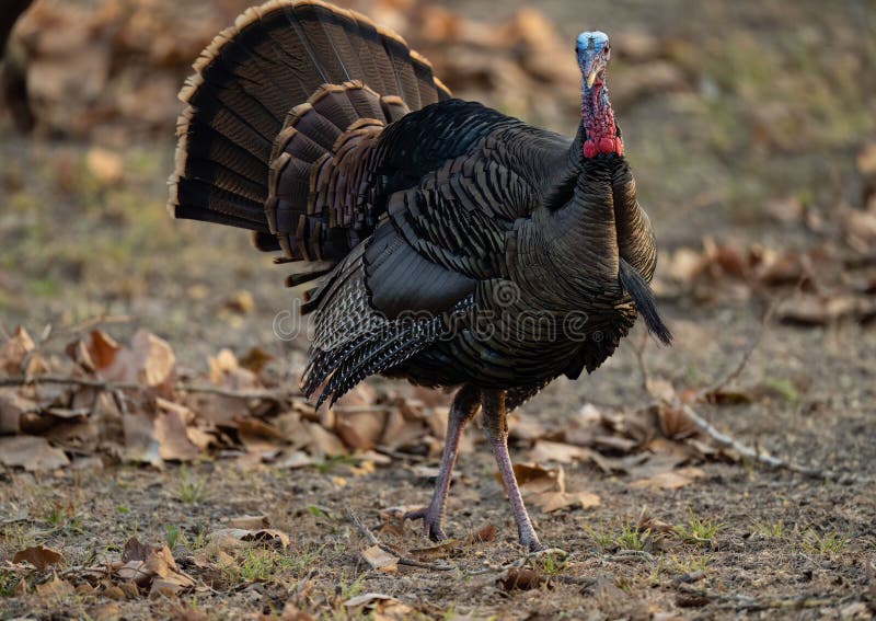 Group of Turkeys on a Dry Grass Stock Image - Image of plumage, forest ...