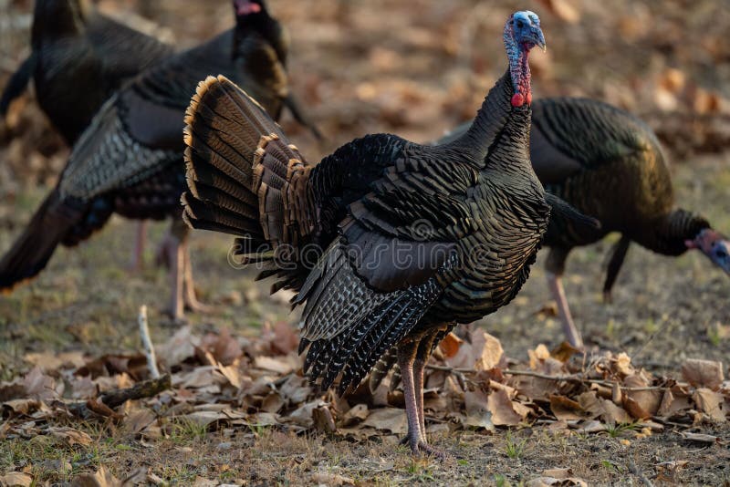 Group of Turkeys on a Dry Grass Stock Image - Image of nature, plumage ...