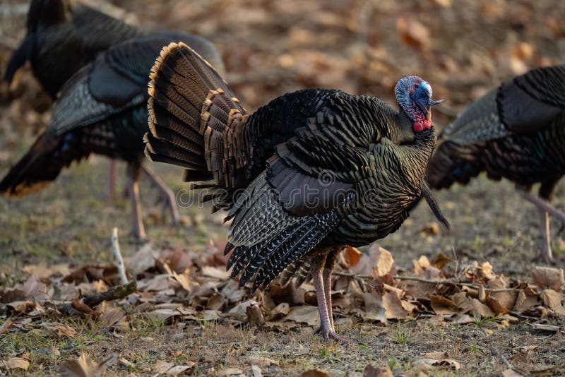 Group of Turkeys on a Dry Grass Stock Image - Image of animal, bird ...