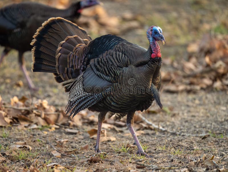 Group of Turkeys on a Dry Grass Stock Photo - Image of turkeys, beak ...