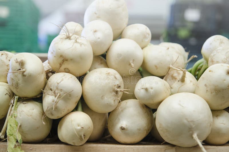 Group of turnip stock photo. Image of bottom, food, native - 31694916