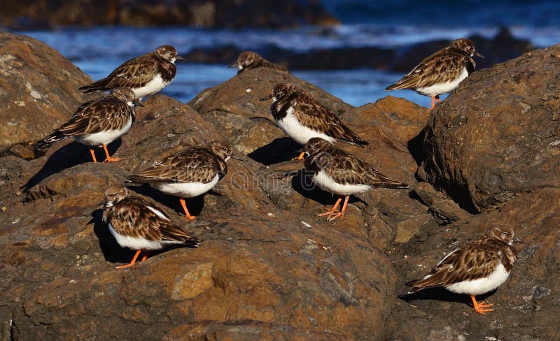 Group of turnstone birds stock photo. Image of coast - 65521758