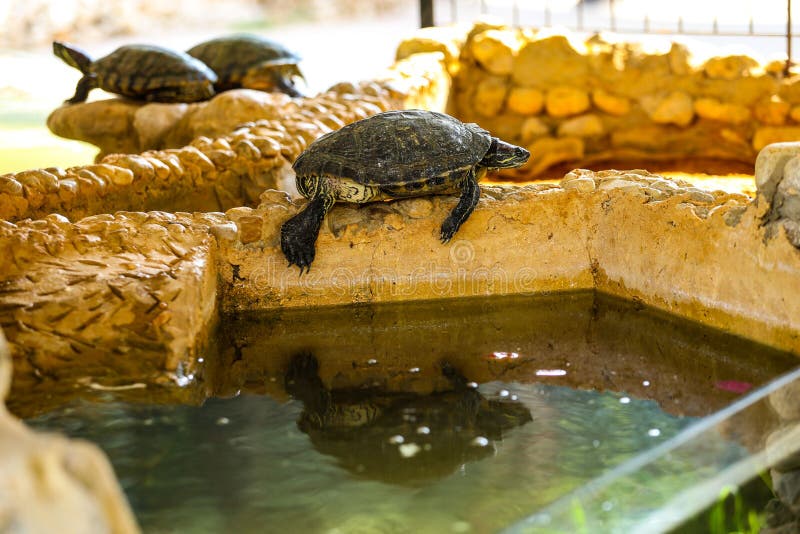 227 Turtle Inside Shell Stock Photos - Free & Royalty-Free Stock Photos ...