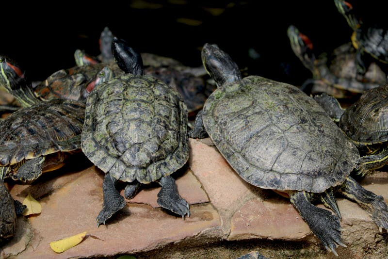 136 Turtle Groups Stock Photos - Free & Royalty-Free Stock Photos from ...