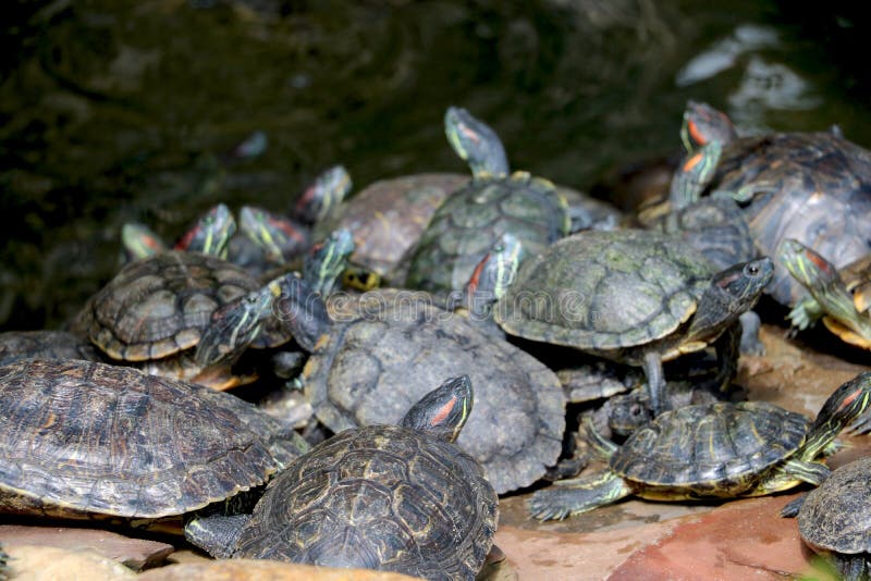 136 Turtle Groups Stock Photos - Free & Royalty-Free Stock Photos from ...