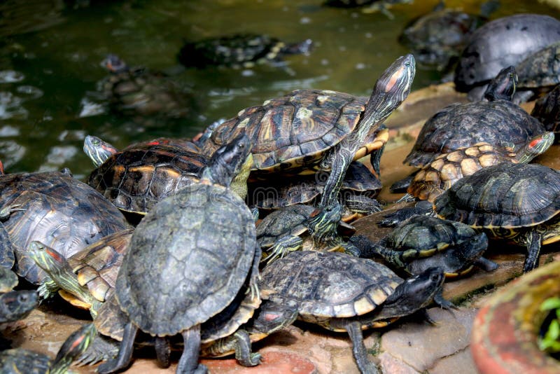 136 Turtle Groups Stock Photos - Free & Royalty-Free Stock Photos from ...