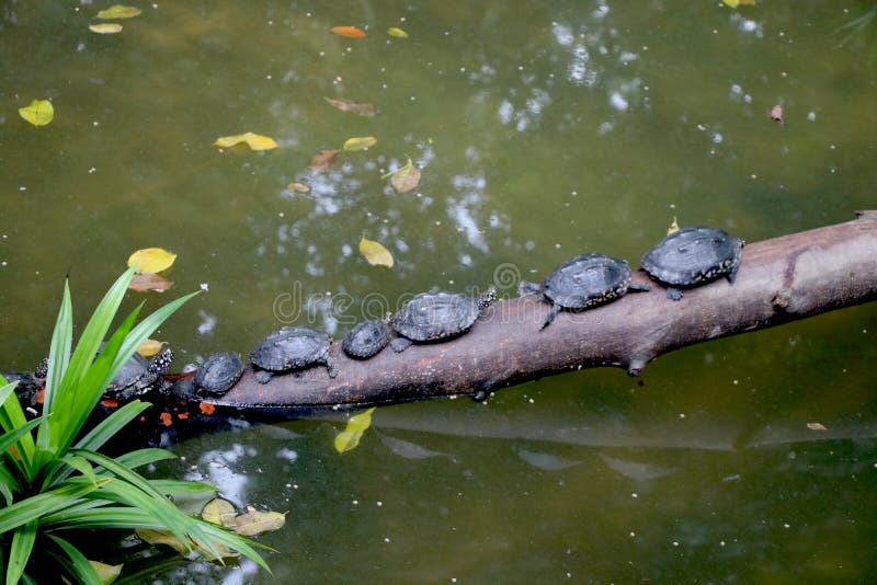 136 Turtle Groups Stock Photos - Free & Royalty-Free Stock Photos from ...