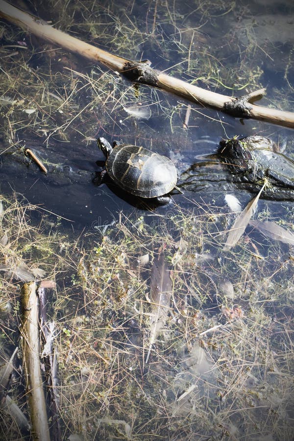 A Group of Turtles Basking on a Log in a Lake Stock Image - Image of ...