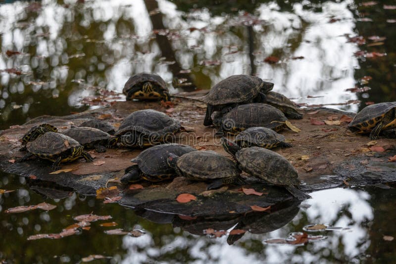 A Group of Turtles Basking on a Rock in a Pond Surrounded by Fallen ...