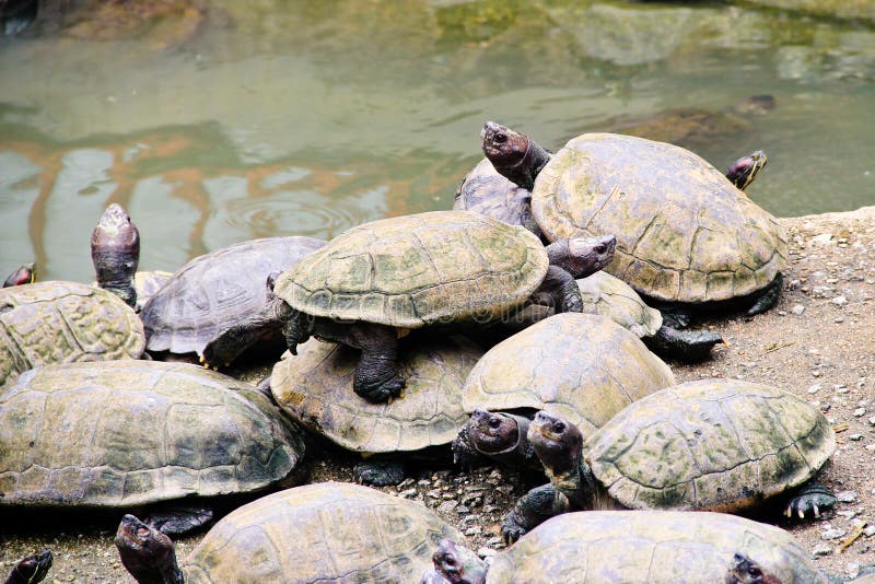 A group of Turtles stock image. Image of crawl, animals - 60918959