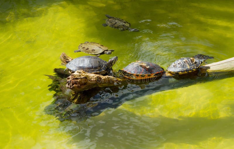 A group of turtles stock image. Image of green, animal - 39757917