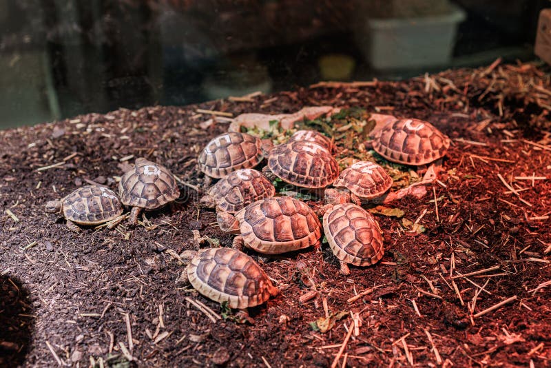 Group of Turtles Grouped Near Salad Leaves Scattered on the Ground ...