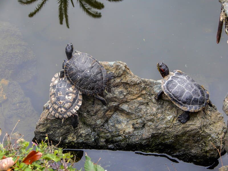 Turtles in a pond stock photo. Image of enjoy, look, shell - 582208