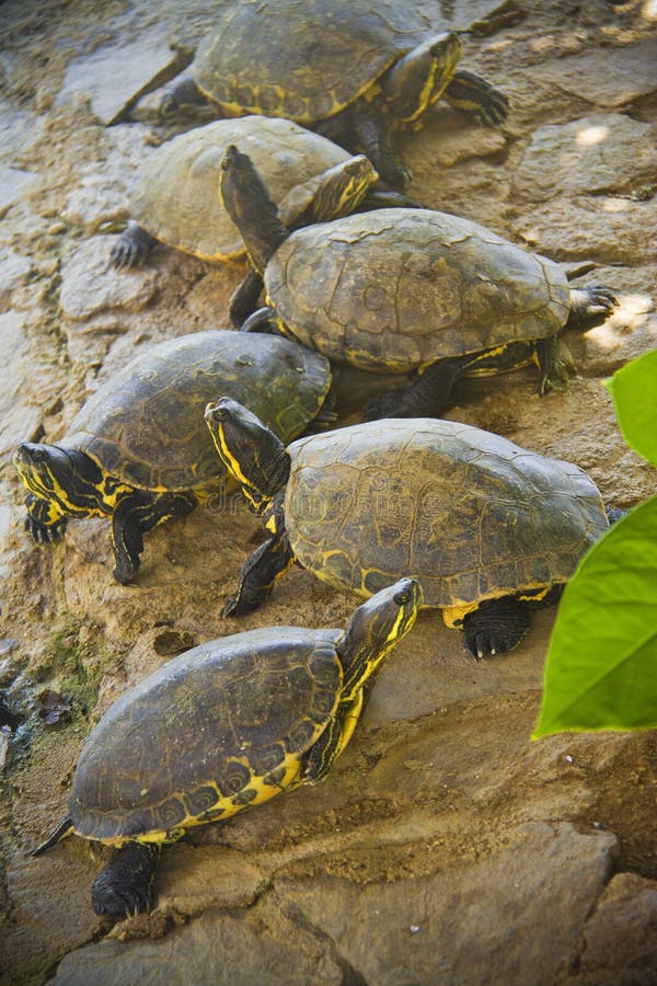 Group of turtles stock image. Image of cute, pond, long - 45794097