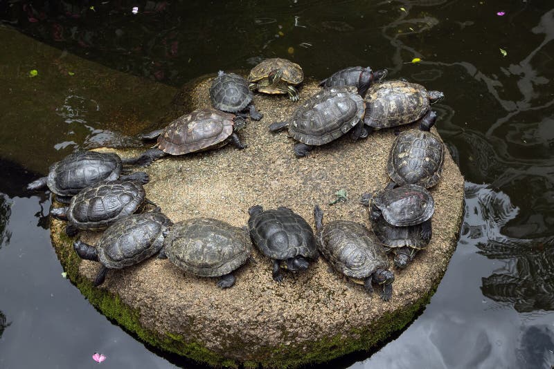 Group of Turtles Resting on Rock in Pond Stock Image - Image of ...