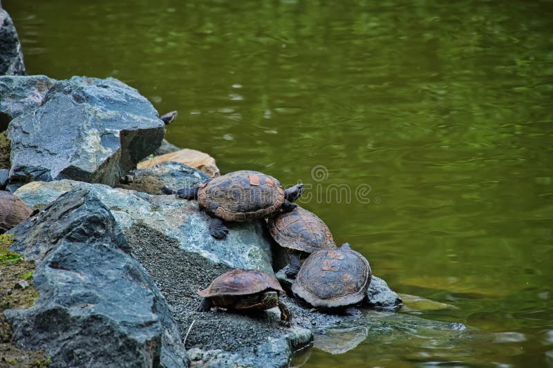 Group of Turtles on the Rock Stock Image - Image of slow, natural ...