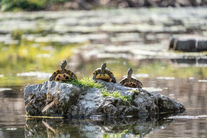 Group of Turtles on Rock in the Middle of Pond Stock Image - Image of ...
