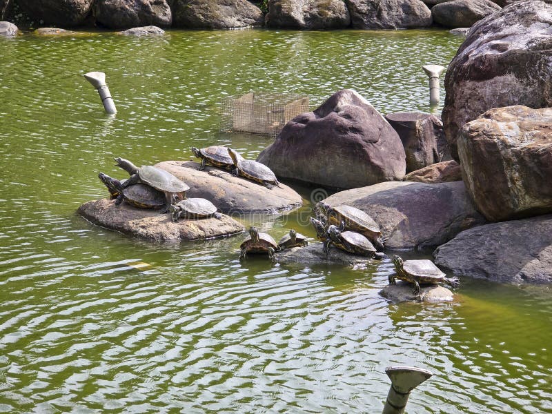 Group of Turtles and a Softshell Turtle Sunbathing by the Pond in a ...