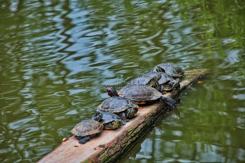 Group of Turtles on a Tree Trunk Stock Photo - Image of tortoise, group ...
