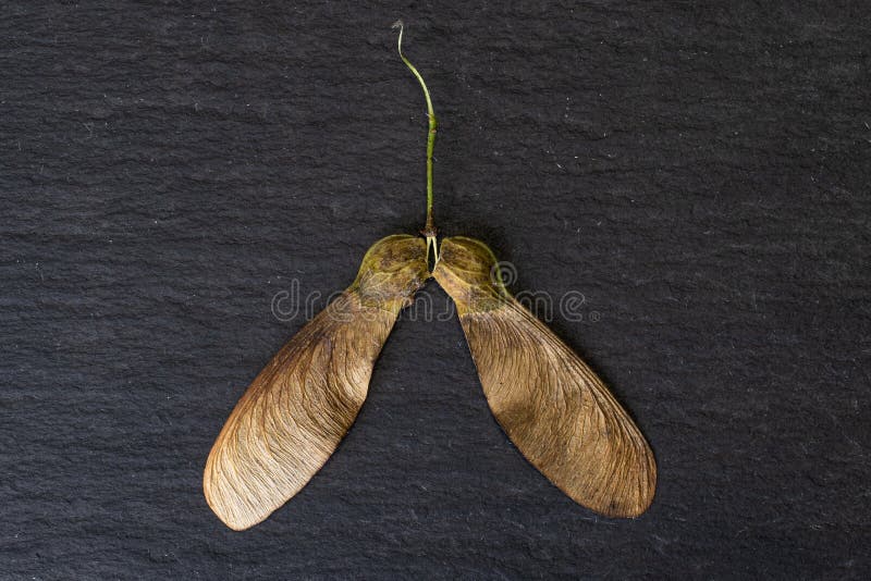 Brown Samara Seed Pods on Elm Tree Stock Photo - Image of outdoor ...