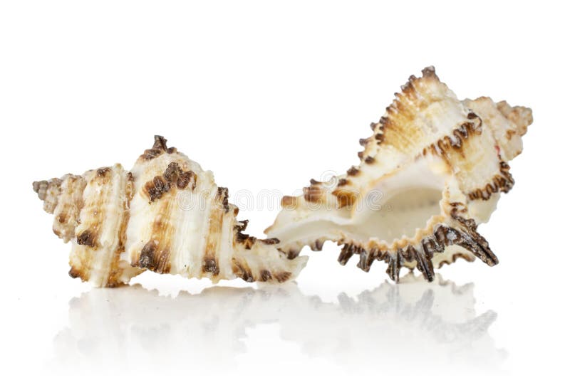 270 Irregular Shell Stock Photos - Free & Royalty-Free Stock Photos ...