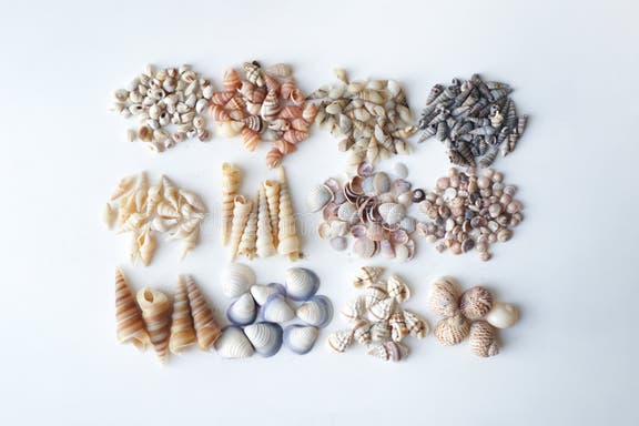 Collection of Assorted Small Scallop Seashells. a Group of Sea Shells ...