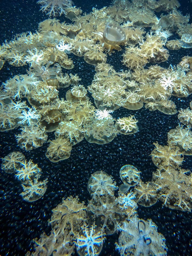 Jellyfish Sea Animals with Blue Background Stock Image - Image of ...