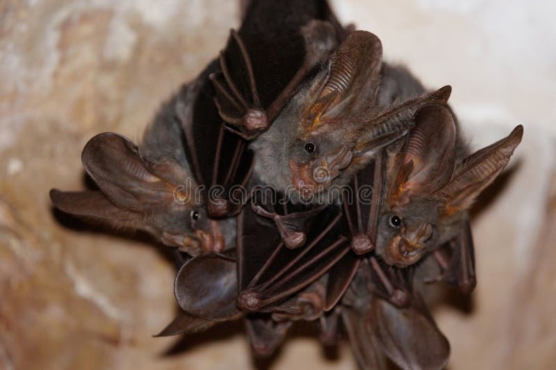 Group of Vampire Bat Hanging in a Cave Stock Photo - Image of stone ...