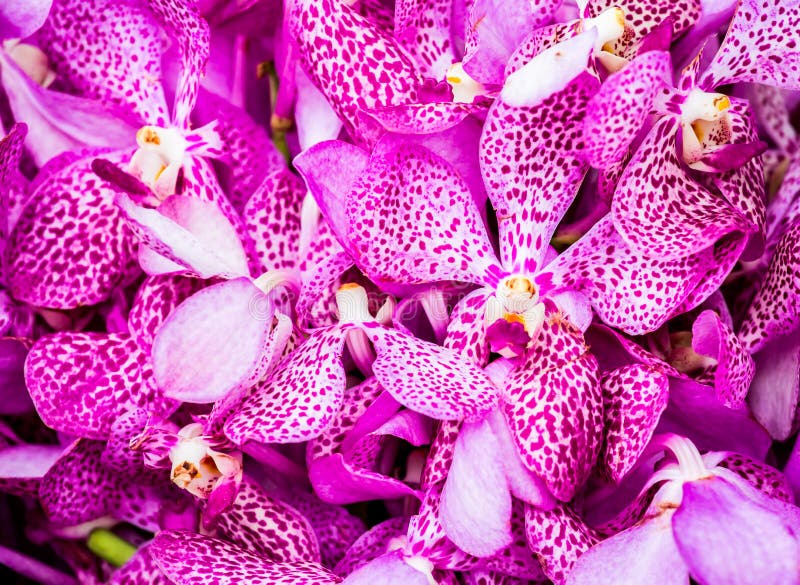 Group of vanda flower stock photo. Image of beautiful - 73895014