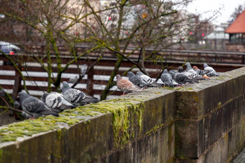 Group of Various Common Pigeons Resting on a Tree Branch in Nuremberg ...