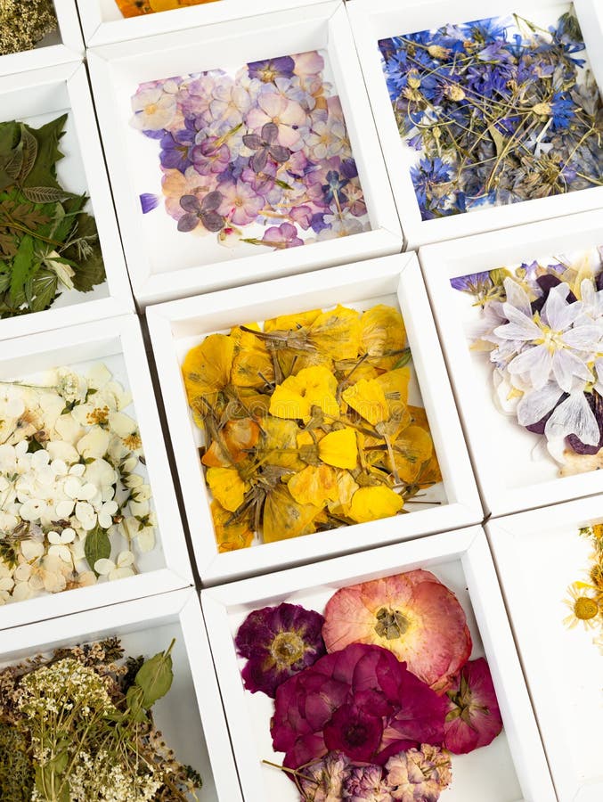 A Group of Various Dried Pressed Flowers in White Box. Basic Material ...