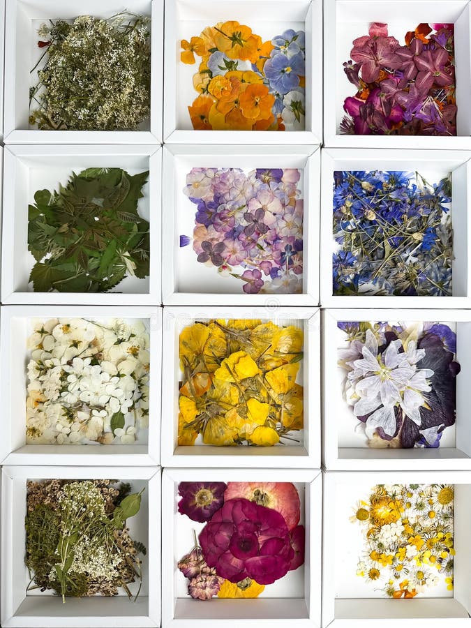 Contemporary Botanical Art of Pressed Flowers. Pressed Floristry ...