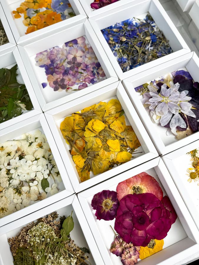 A Group of Various Dried Pressed Flowers in White Box. Basic Material ...