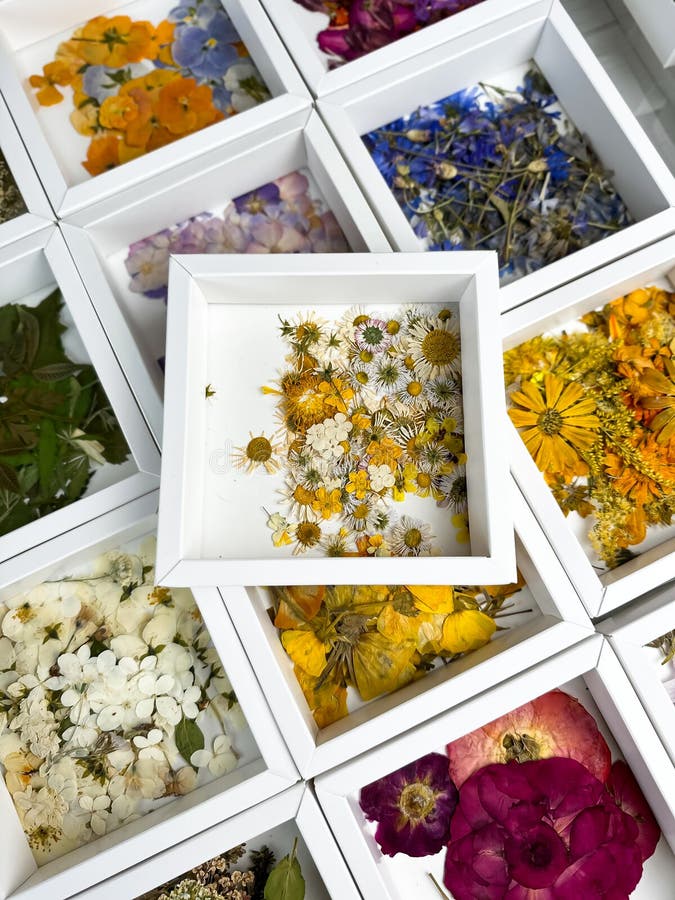 Contemporary Botanical Art of Pressed Flowers. Pressed Floristry ...
