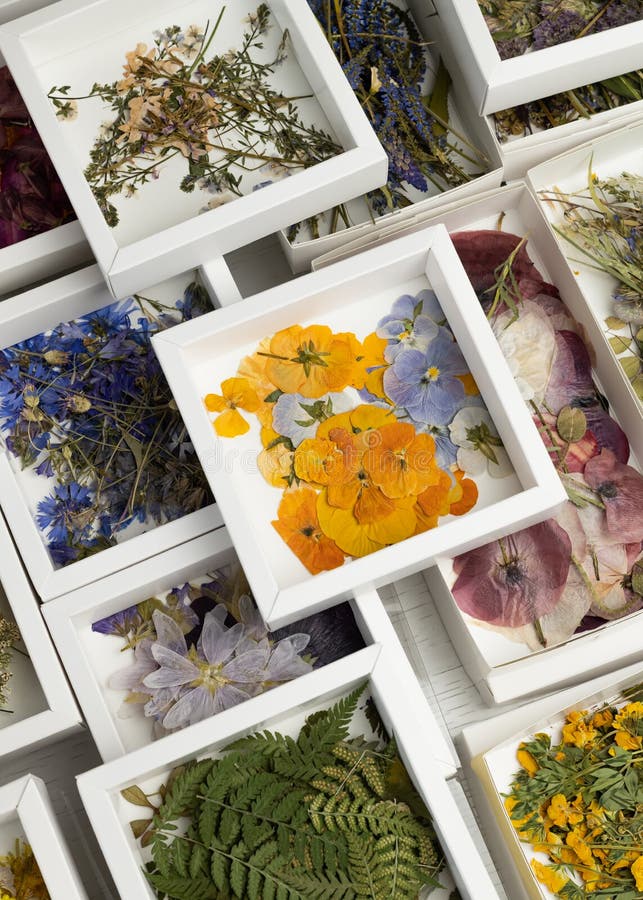 Contemporary Botanical Art of Pressed Flowers. Pressed Floristry ...
